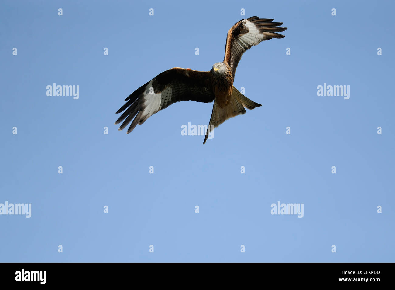 red kite in flight Stock Photo - Alamy