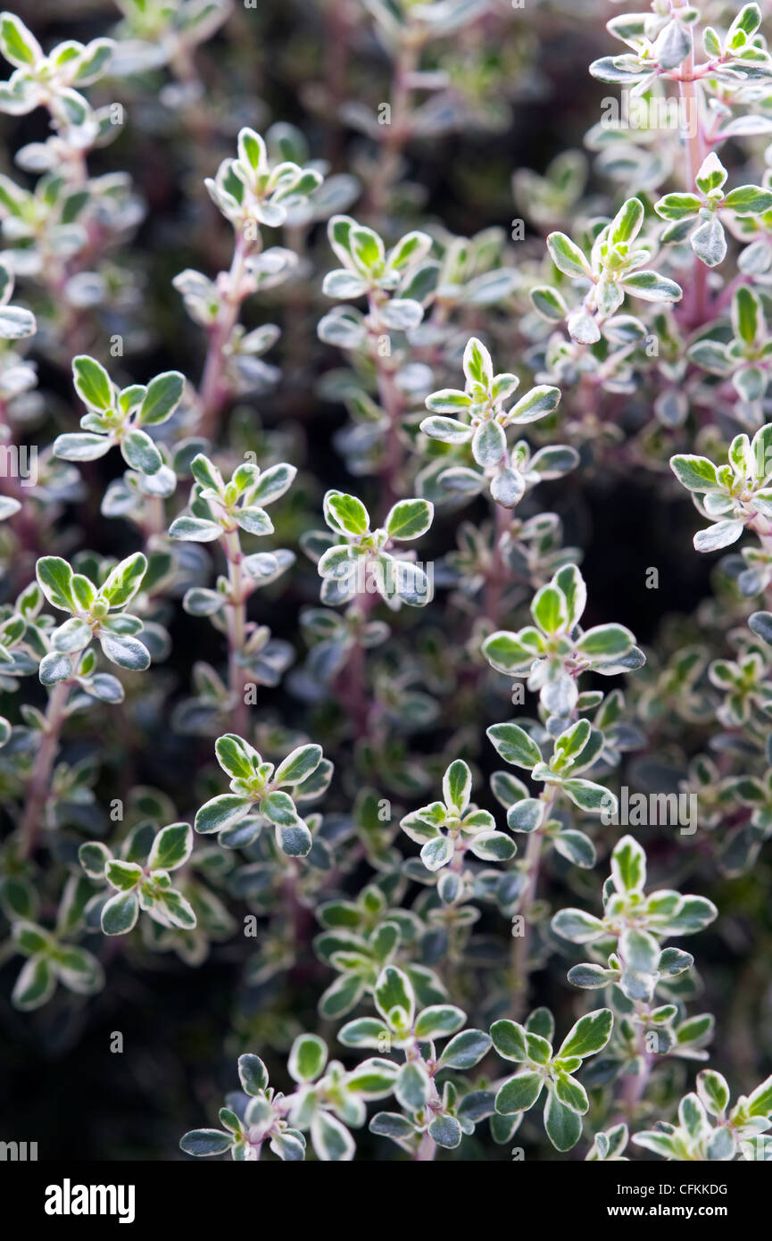 Silver queen plant hi-res stock photography and images - Alamy