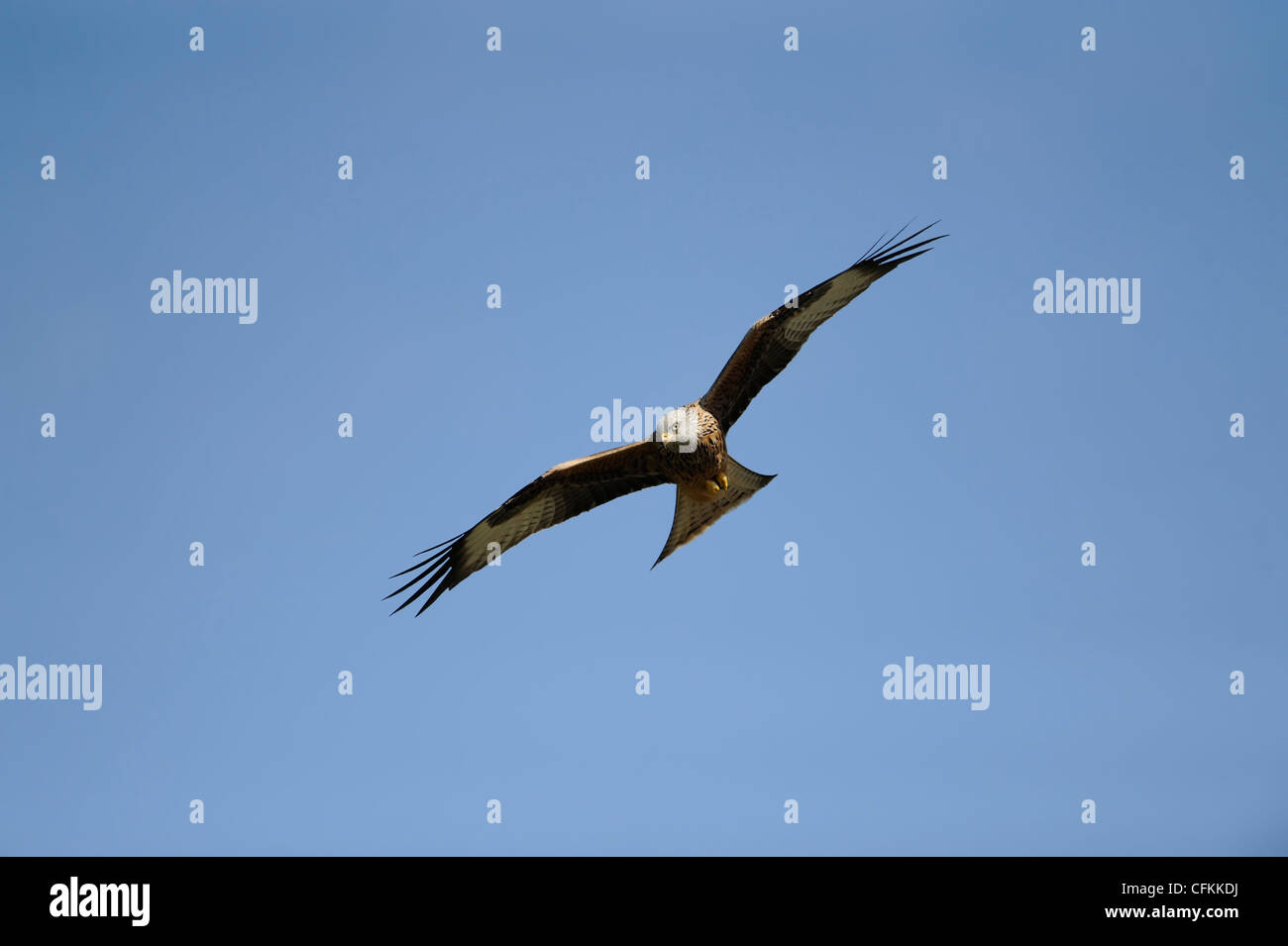 red kite in flight Stock Photo - Alamy