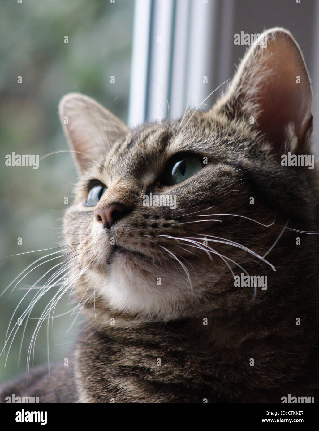 Cat looking out of window Stock Photo - Alamy