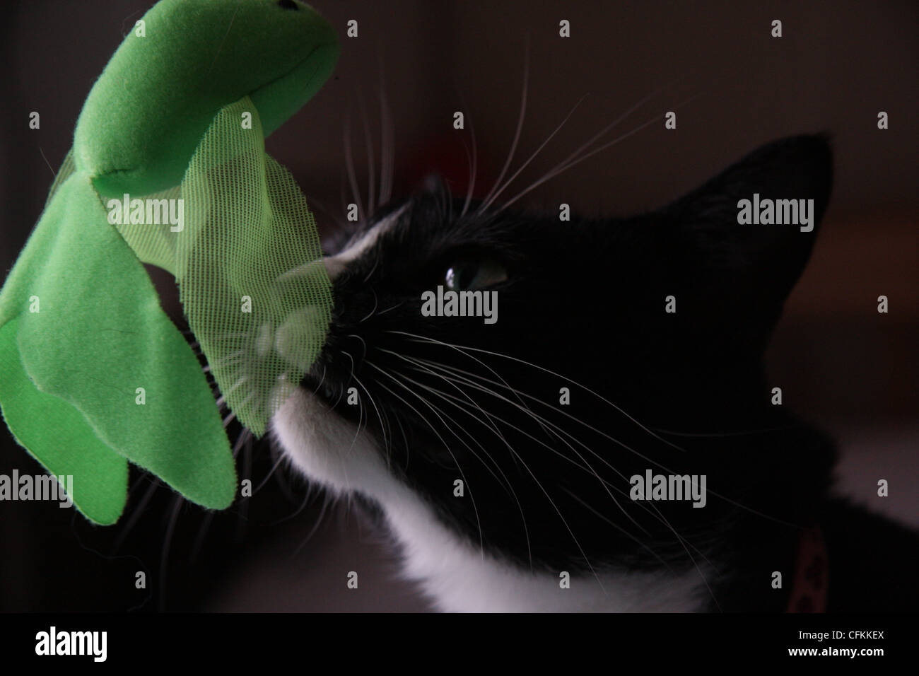 Cat at play Stock Photo - Alamy