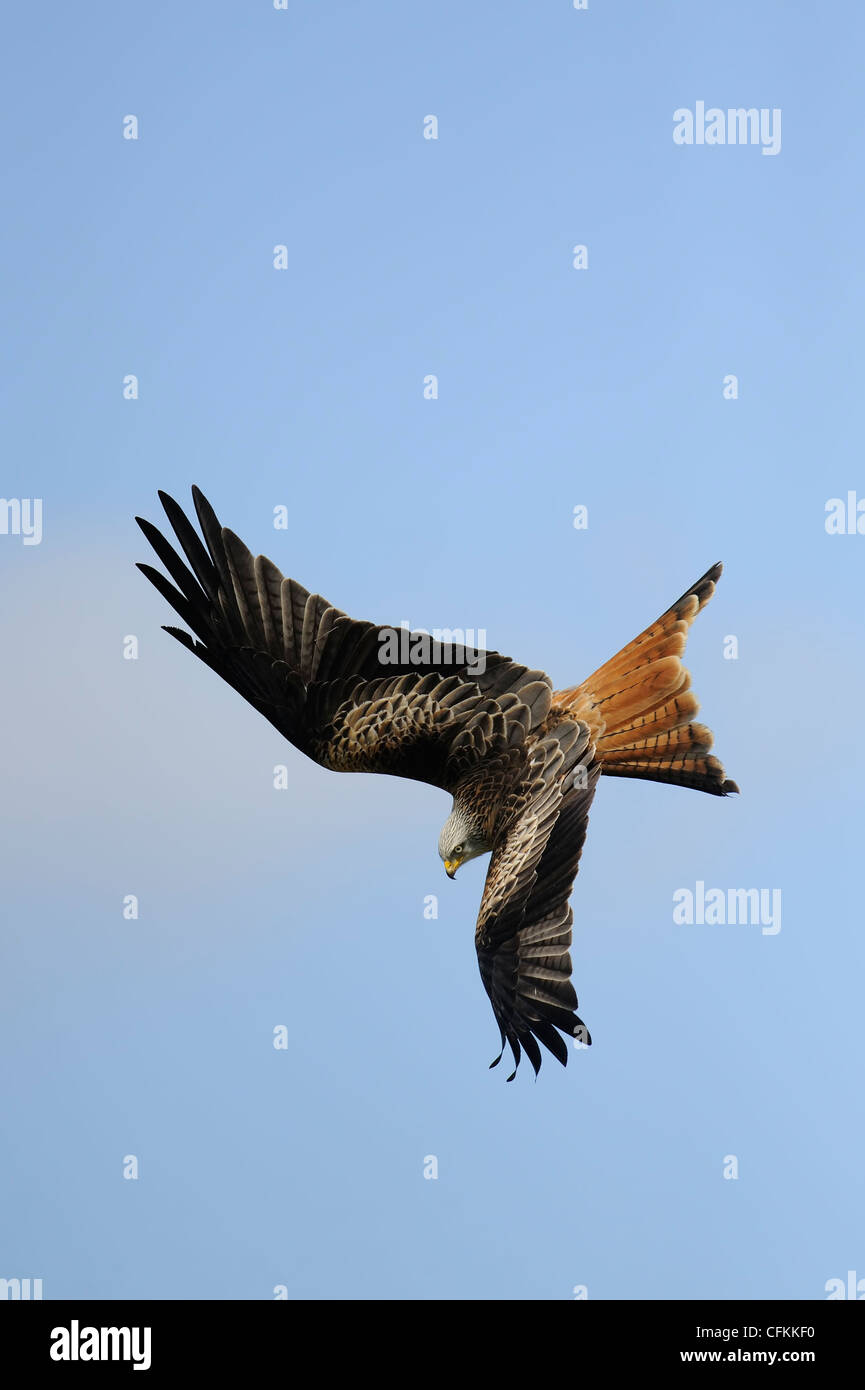 Portrait format red kite hi-res stock photography and images - Alamy