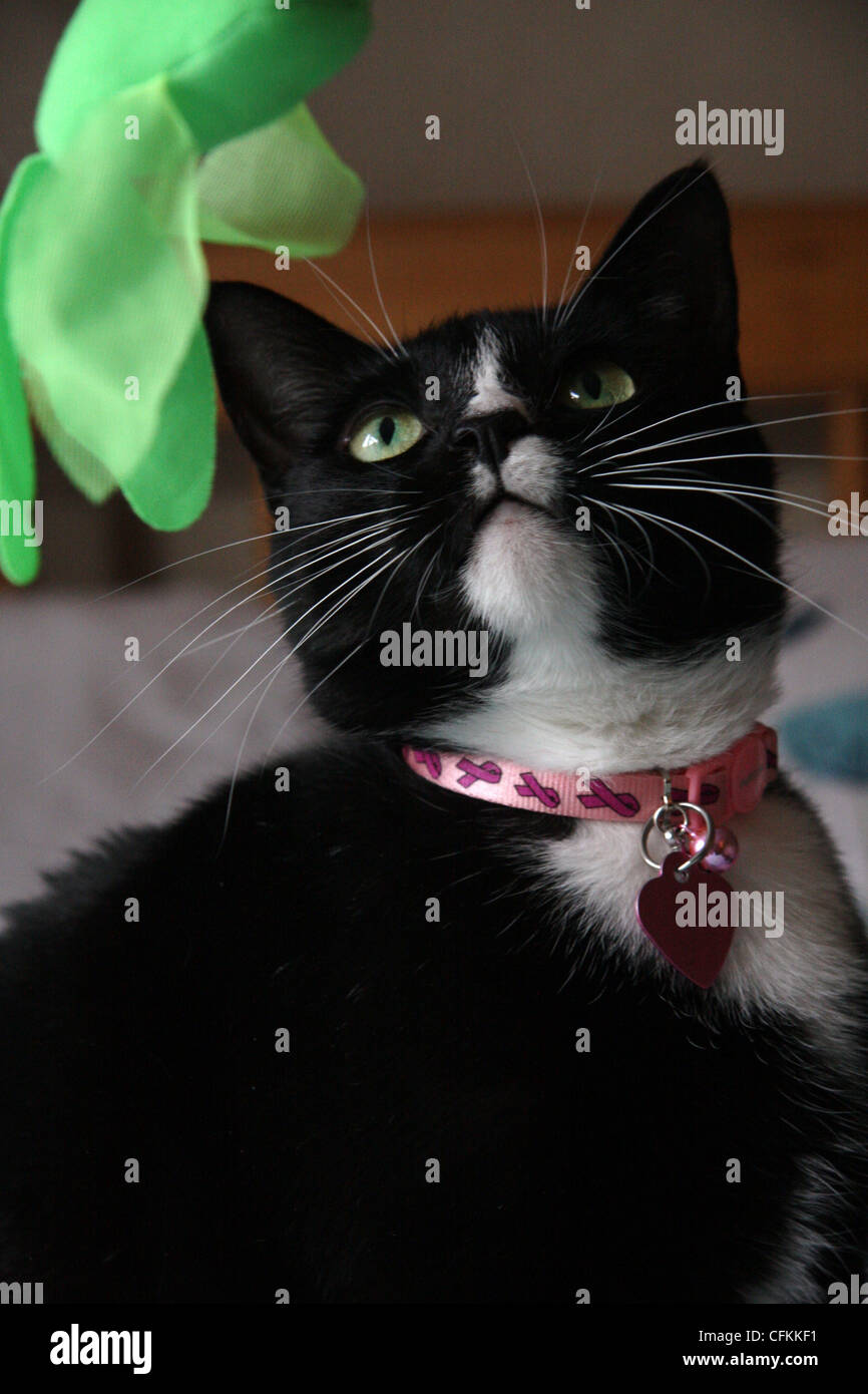 Play cat hi-res stock photography and images - Alamy