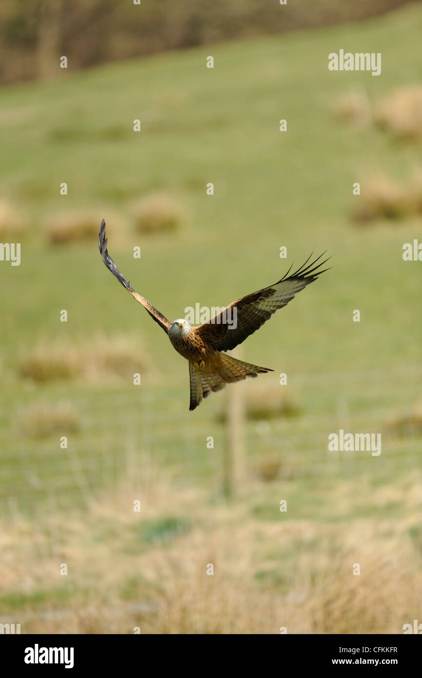 red kite in flight (portrait format Stock Photo - Alamy