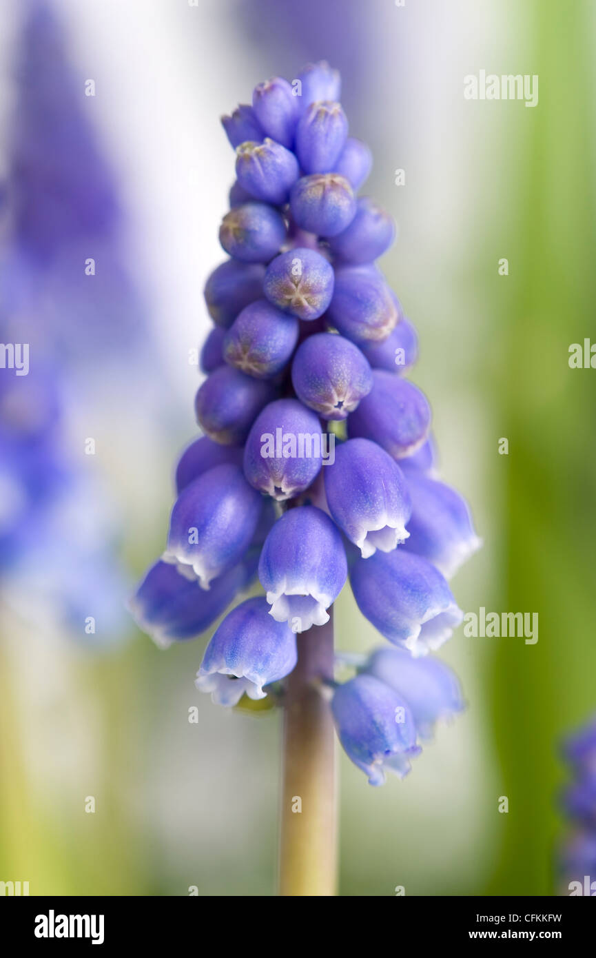 single muscari or grape hyacinth flower Stock Photo - Alamy