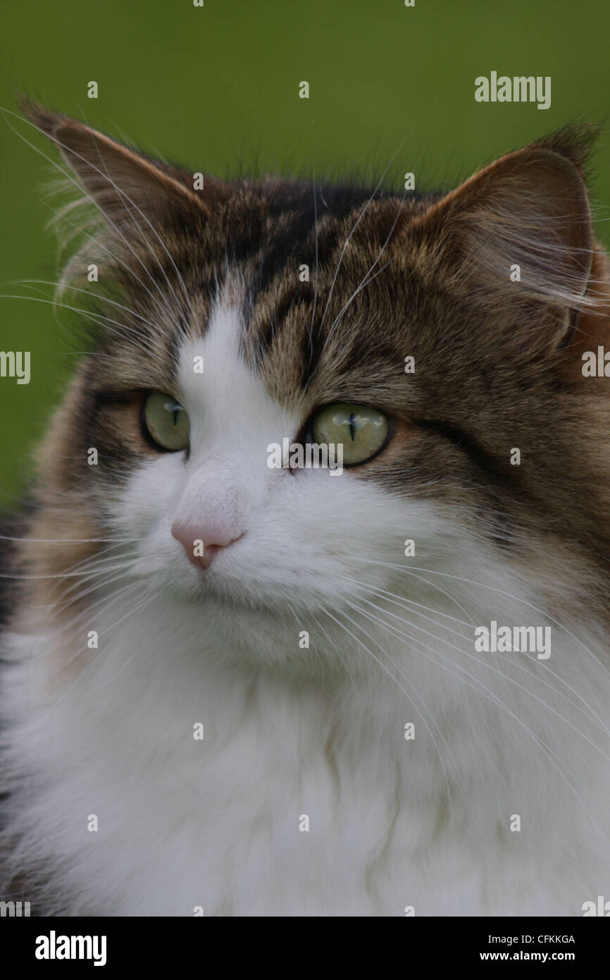 Cat portrait hi-res stock photography and images - Alamy
