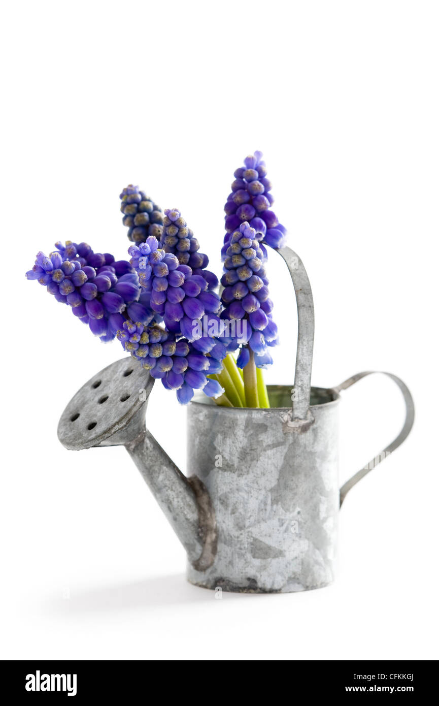 Muscari isolated cutout hi-res stock photography and images - Alamy