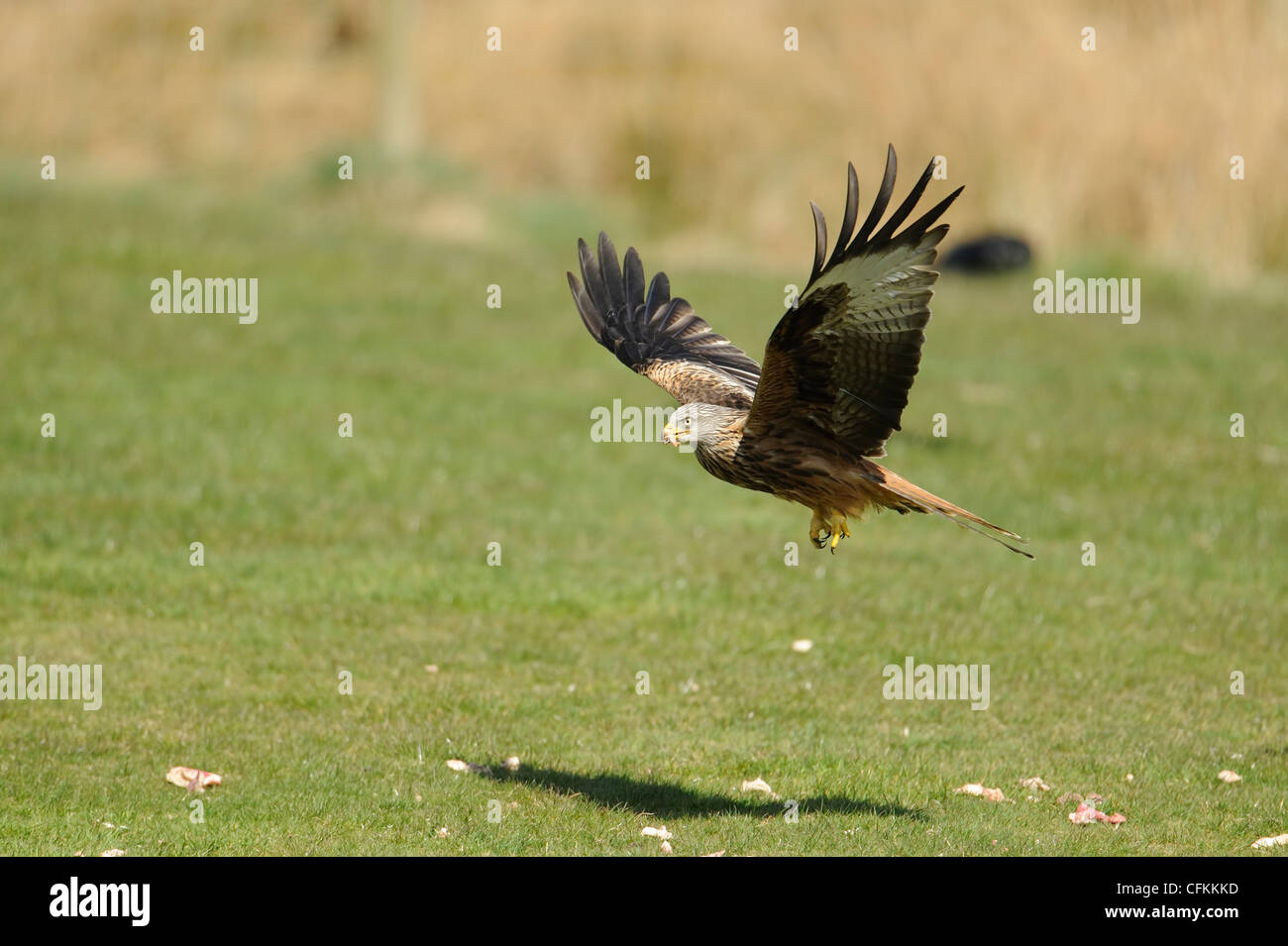 Birds swooping down hi-res stock photography and images - Alamy