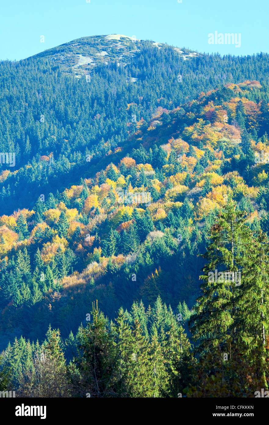 Sunny autumn mountain forest (on mountainside Stock Photo - Alamy