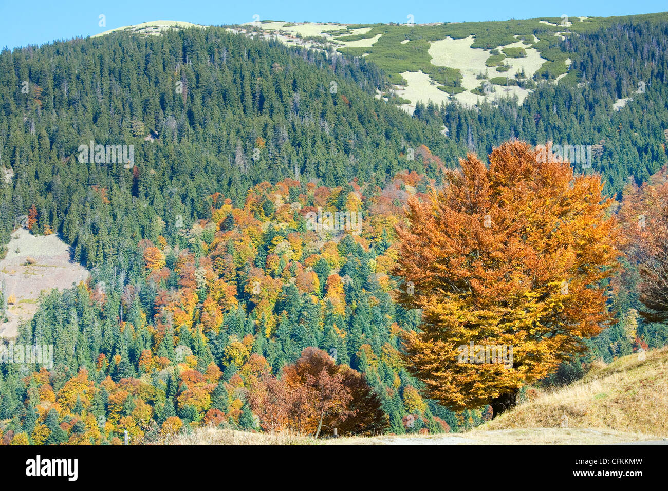 Sunny autumn mountain forest (on mountainside Stock Photo - Alamy