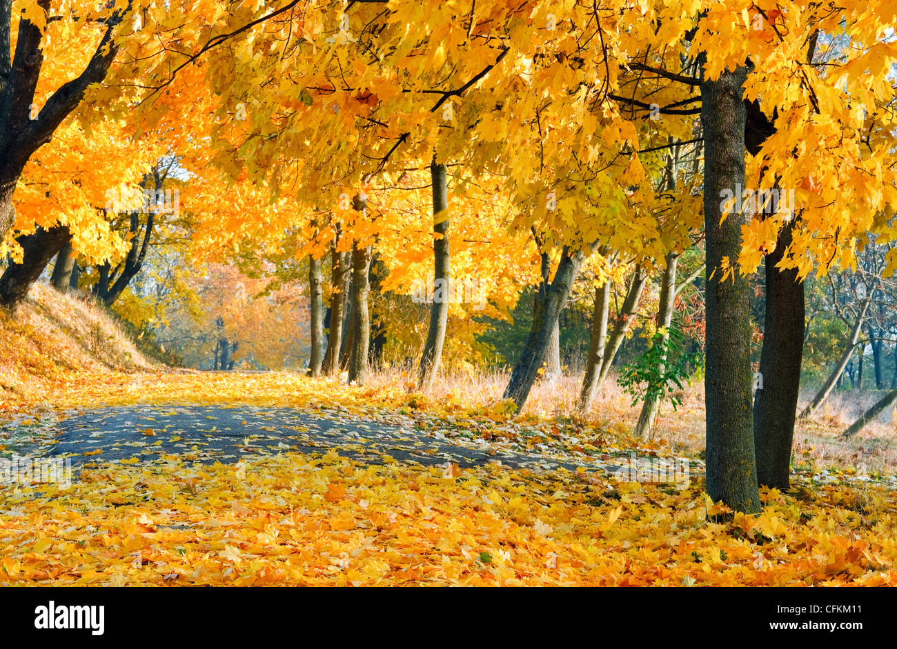 autumn maple trees in autumn city park Stock Photo - Alamy