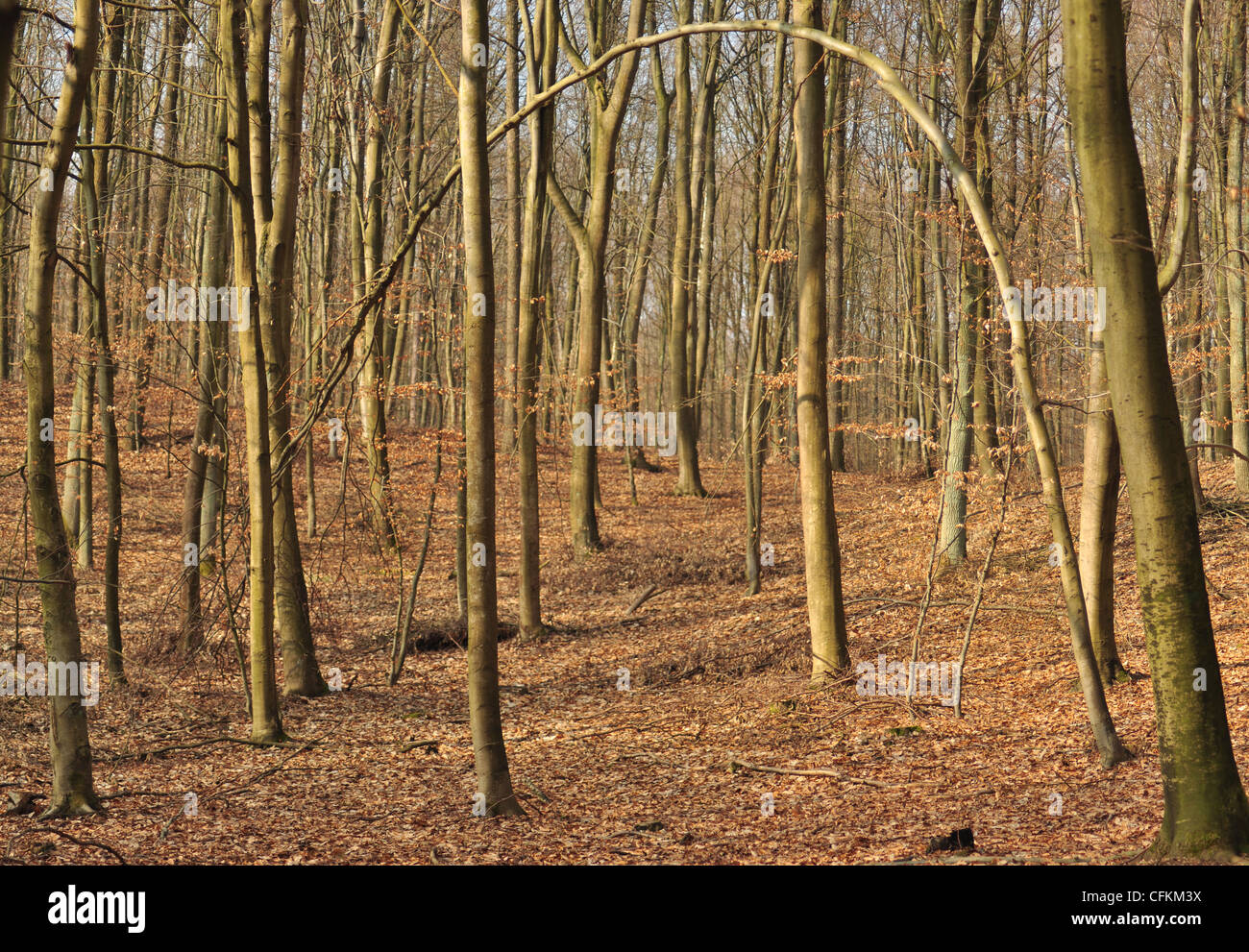 Spring beech forest Stock Photo - Alamy