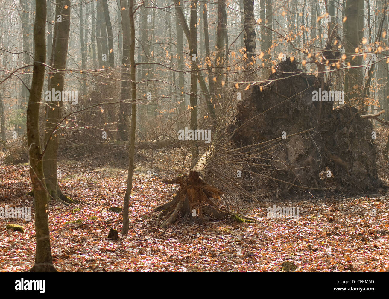 Beech stumps hi-res stock photography and images - Alamy