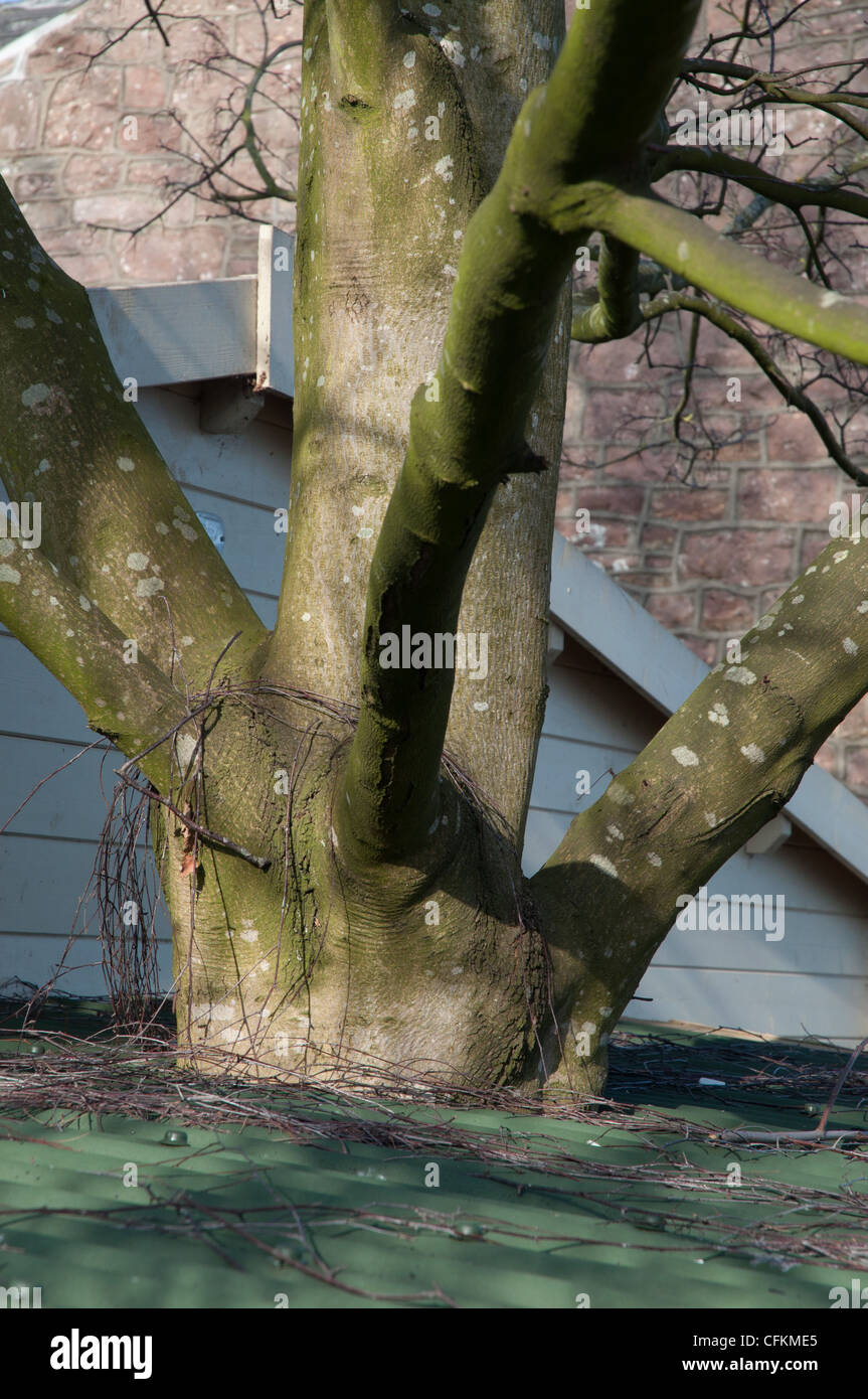 garden building roof cut to fit and protect mature tree Stock Photo - Alamy