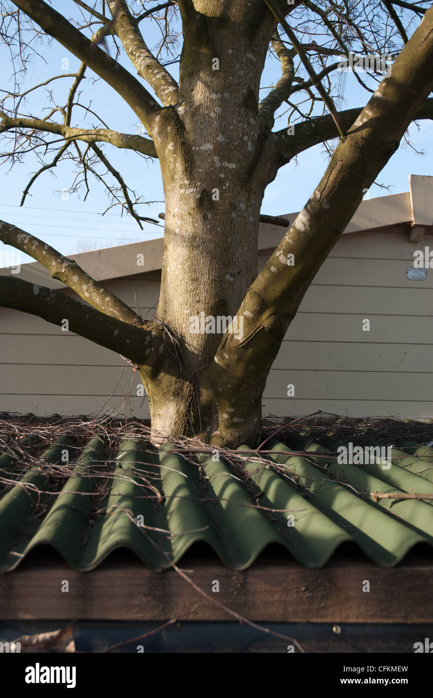 garden building roof cut to fit and protect mature tree Stock Photo - Alamy