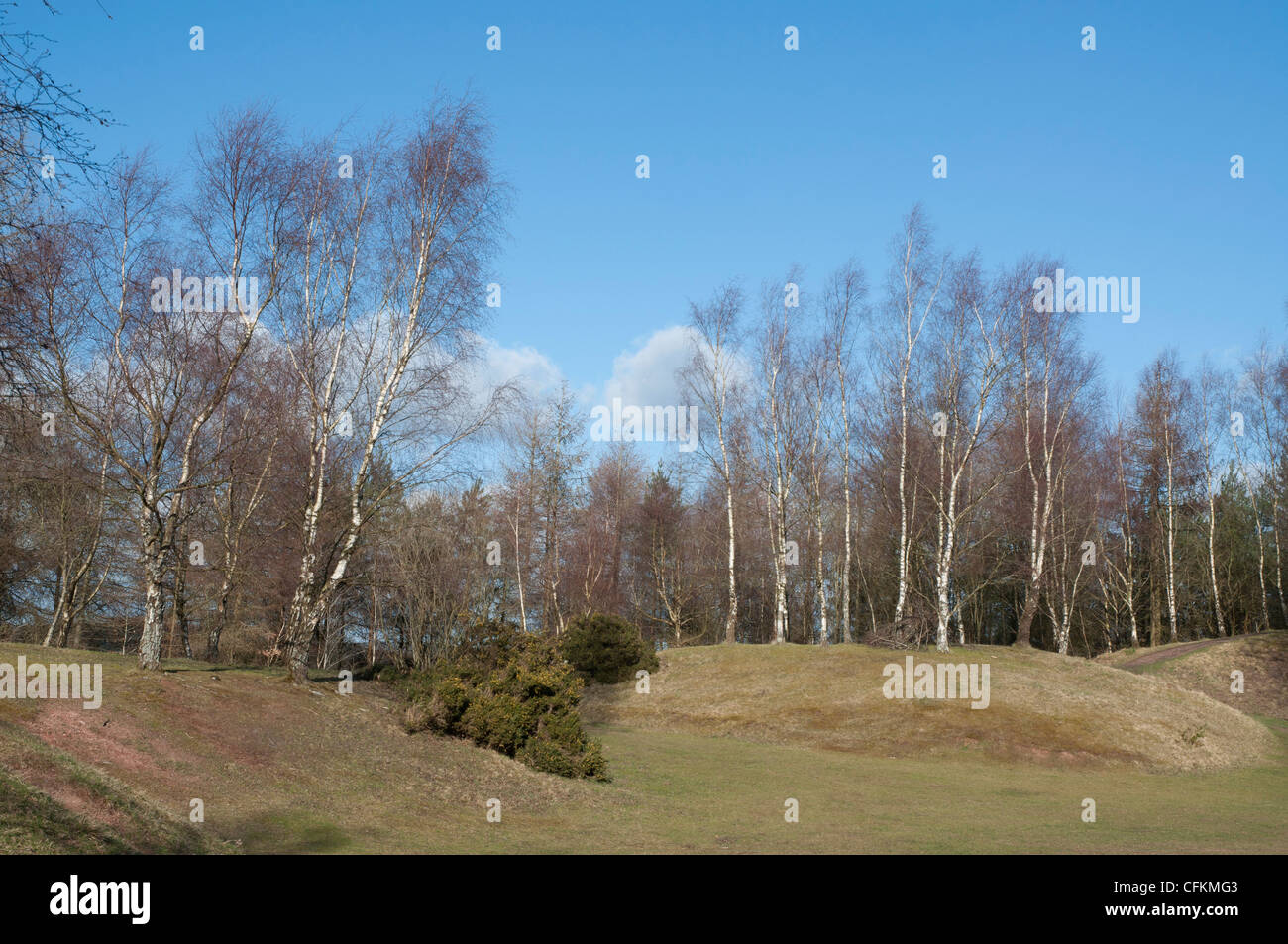 silver birch trees planted on grassy bank former colliery site Stock ...