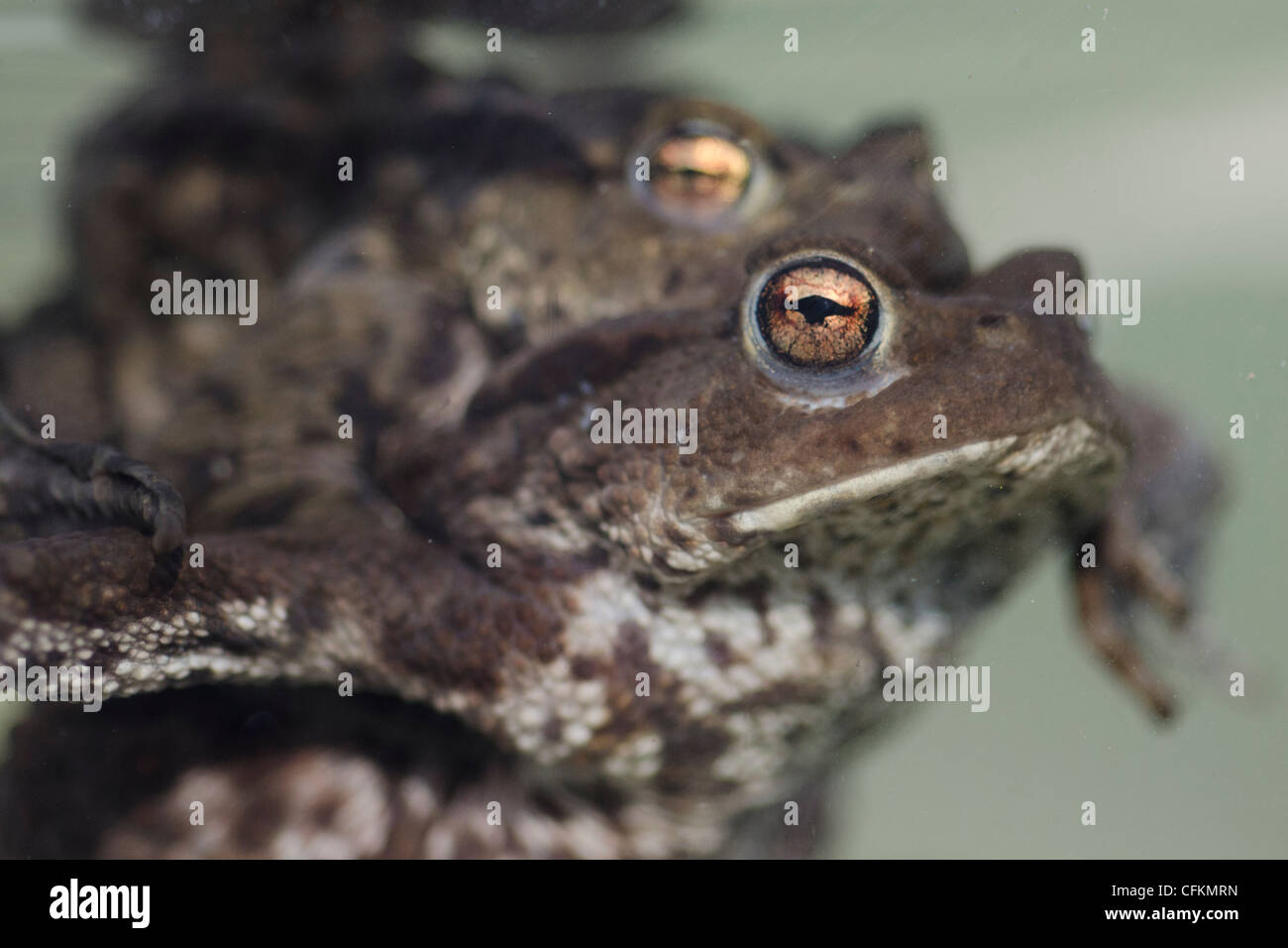 Common toad underwater Stock Photo - Alamy