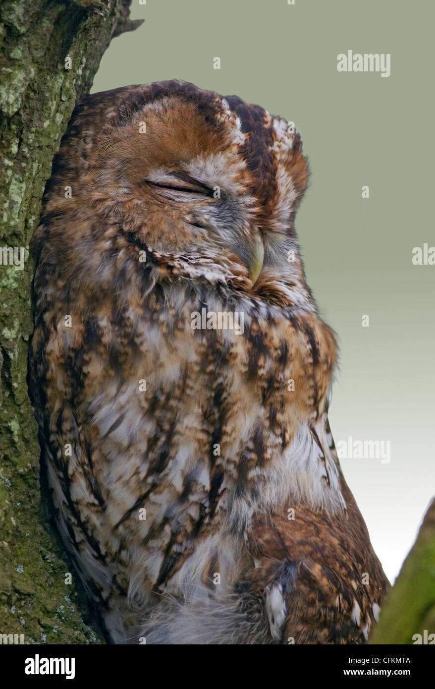 Tawny owls tree hi-res stock photography and images - Alamy
