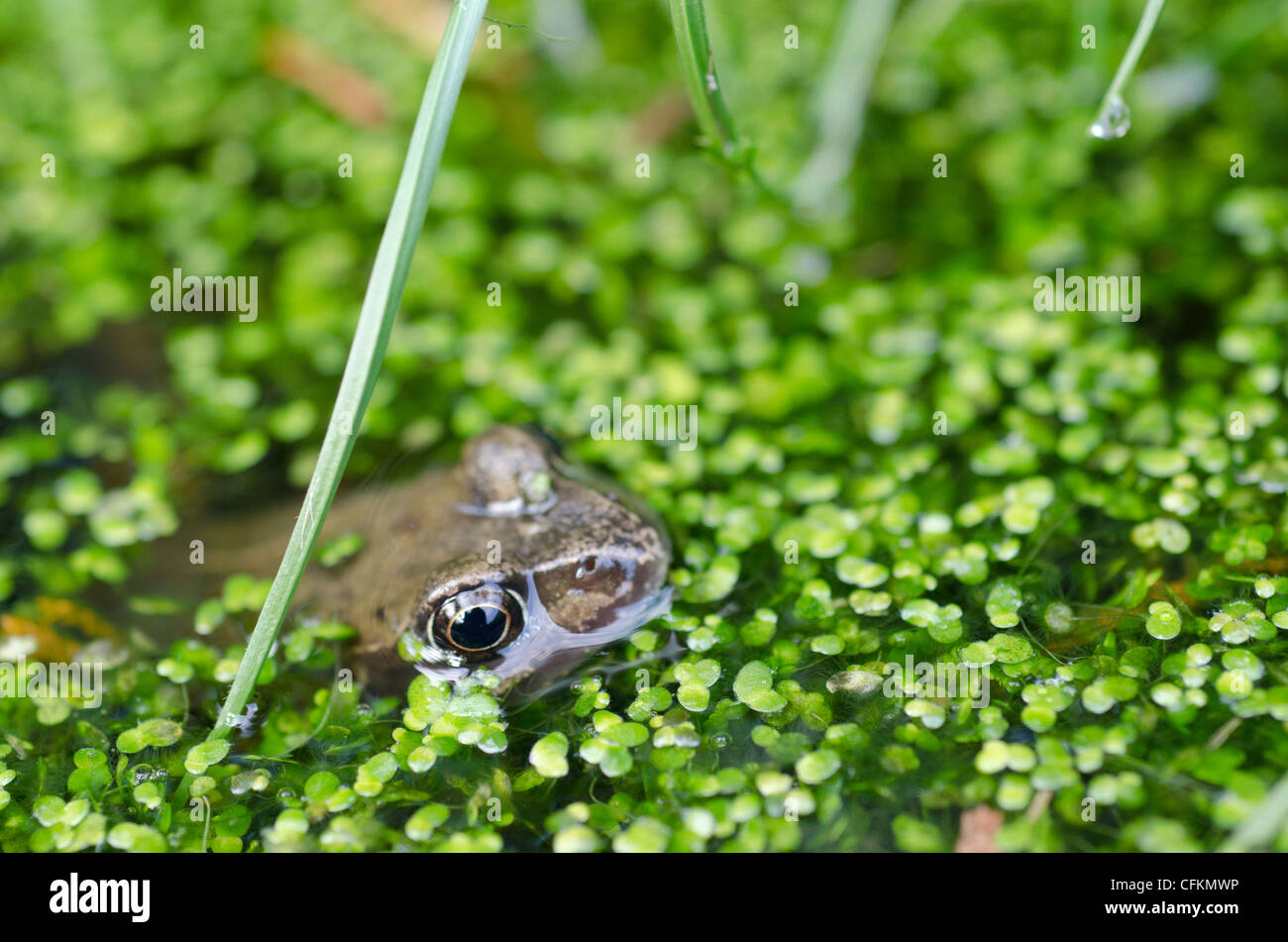 Frog weed pond hi-res stock photography and images - Alamy
