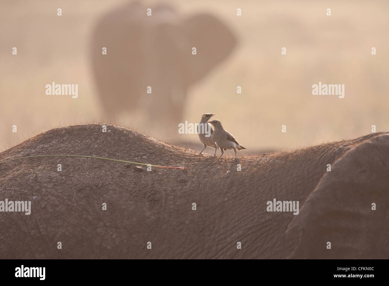 Elephant bird back hi-res stock photography and images - Alamy