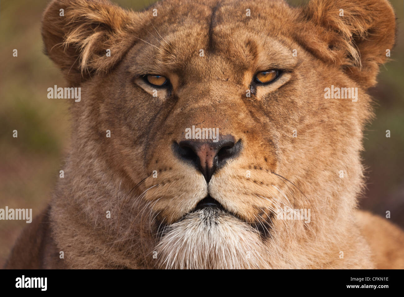Lioness eyes hi-res stock photography and images - Alamy