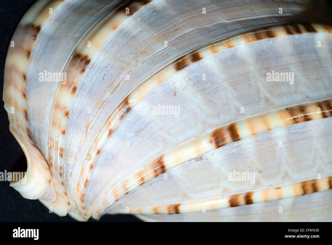 Shell in Studio Stock Photo - Alamy