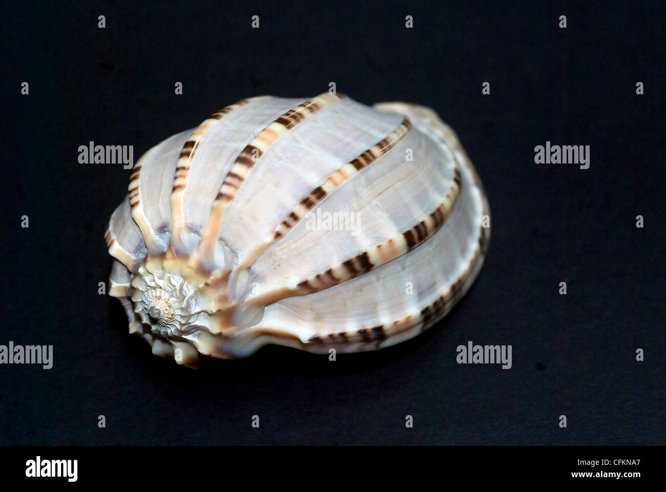 Shell in Studio Stock Photo - Alamy