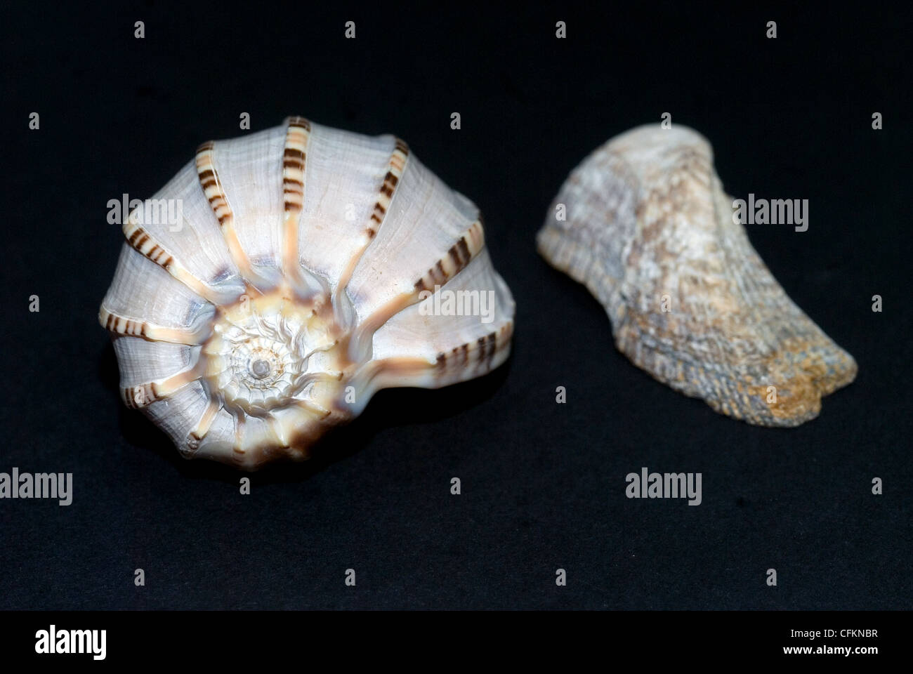 Fractal shell hi-res stock photography and images - Alamy