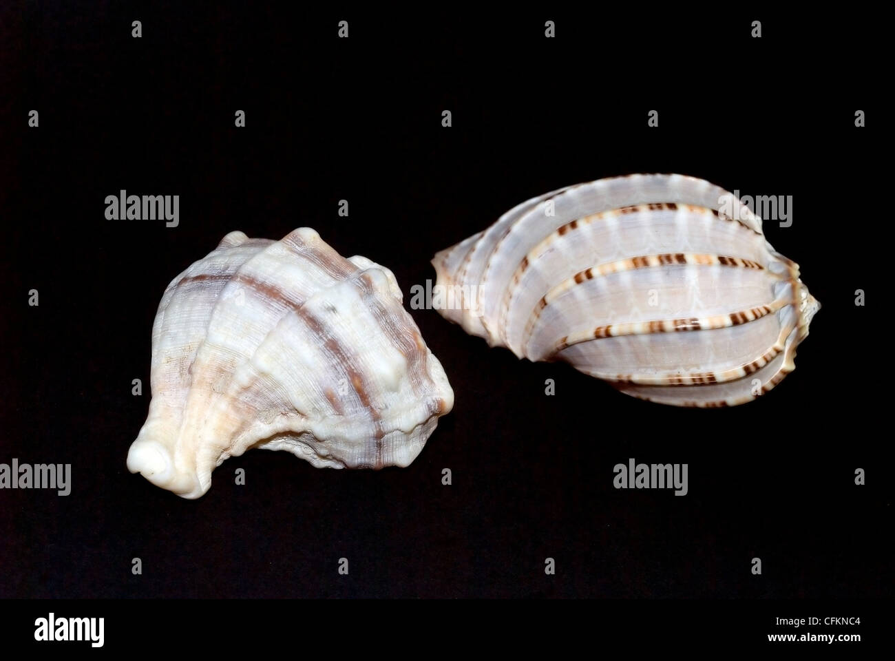 Seashell study hi-res stock photography and images - Alamy