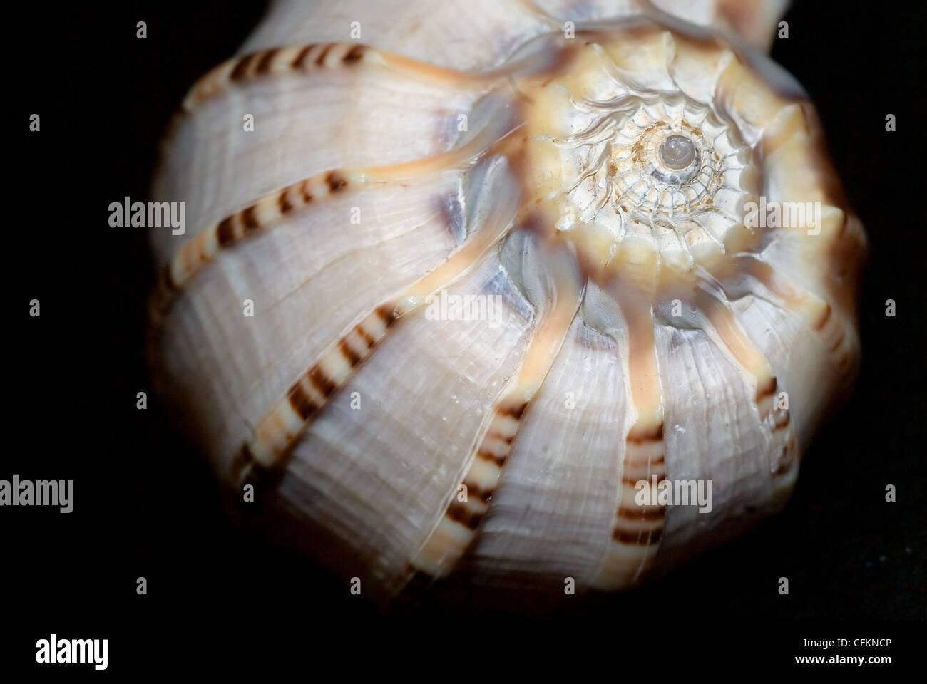Shell in Studio Stock Photo - Alamy
