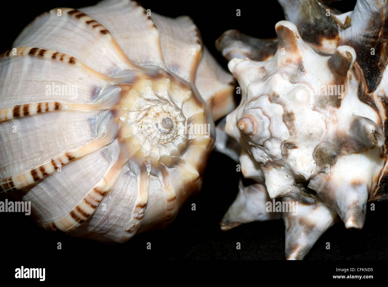 Fractal shell hi-res stock photography and images - Alamy