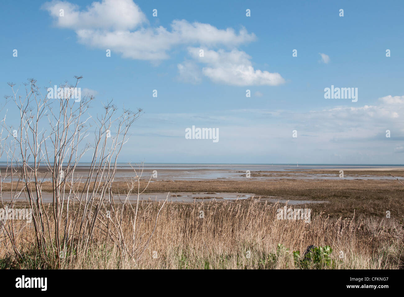 Pegwell Bay Nature Reserve, nr Ramsgate, Kent, UK Stock Photo - Alamy