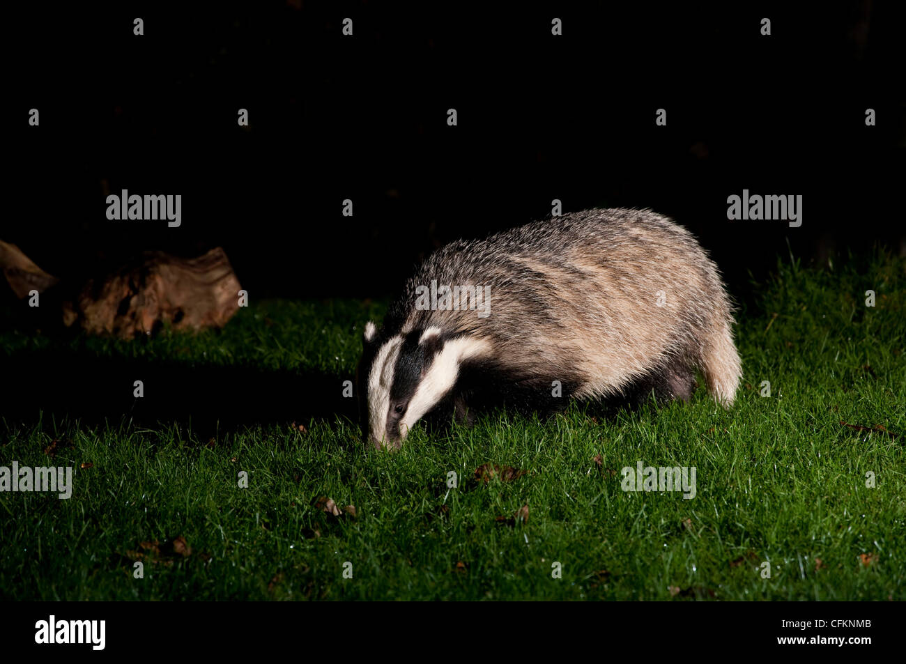 Badger night hi-res stock photography and images - Alamy