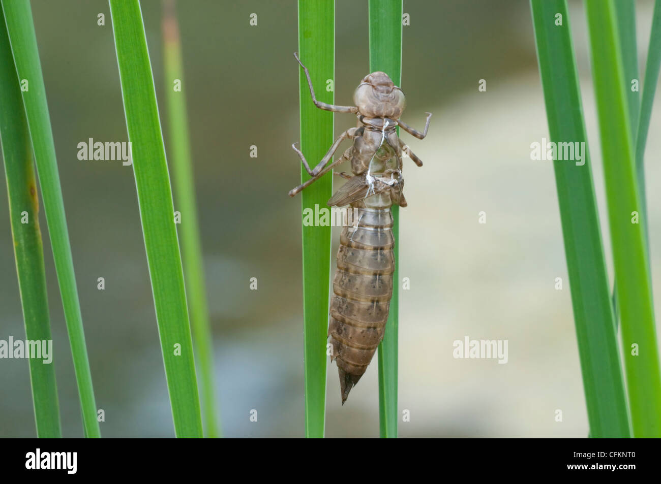 Exuviae of an Emperor dragonfly on water side reeds Stock Photo - Alamy