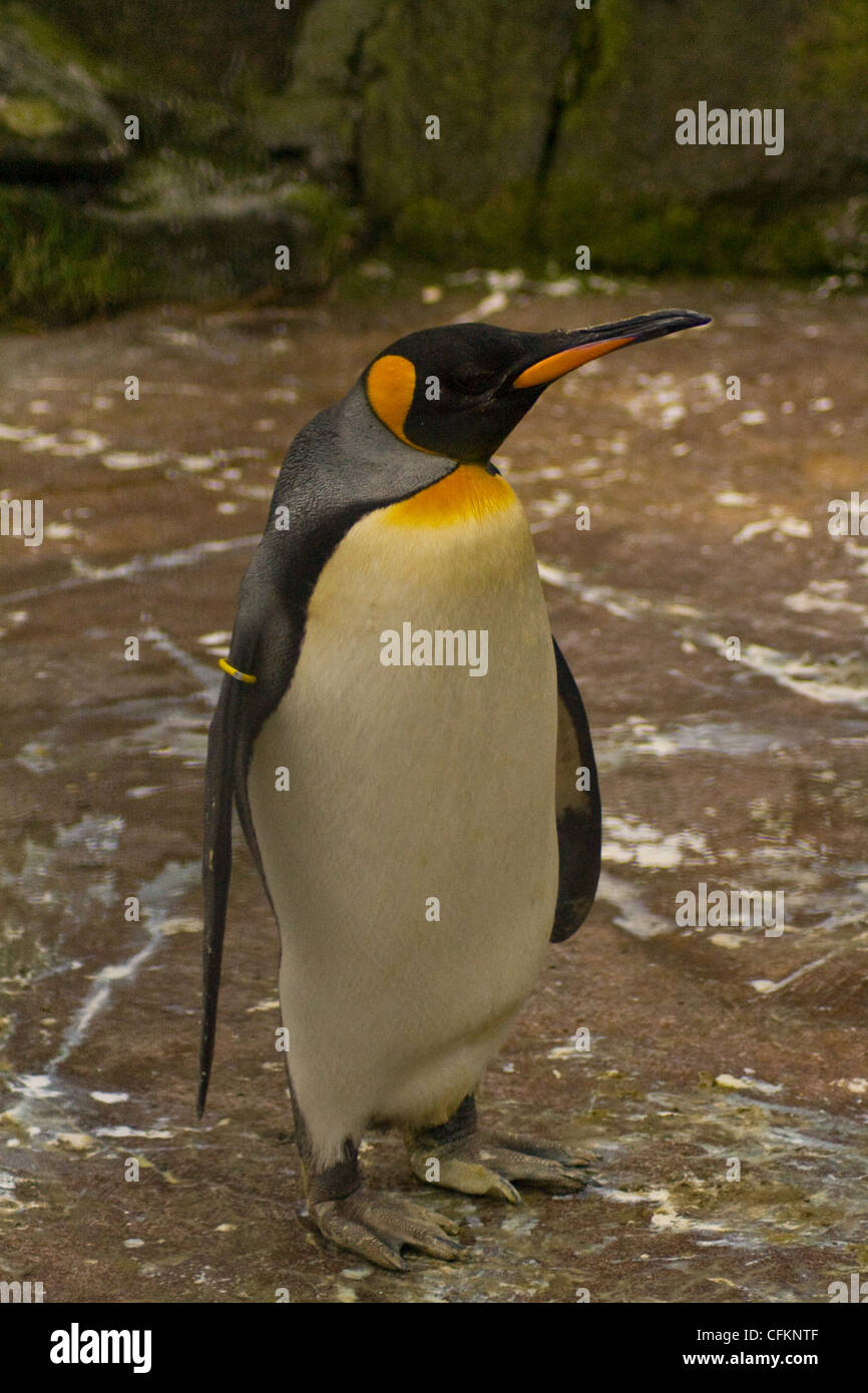 Edinburgh bird hi-res stock photography and images - Alamy