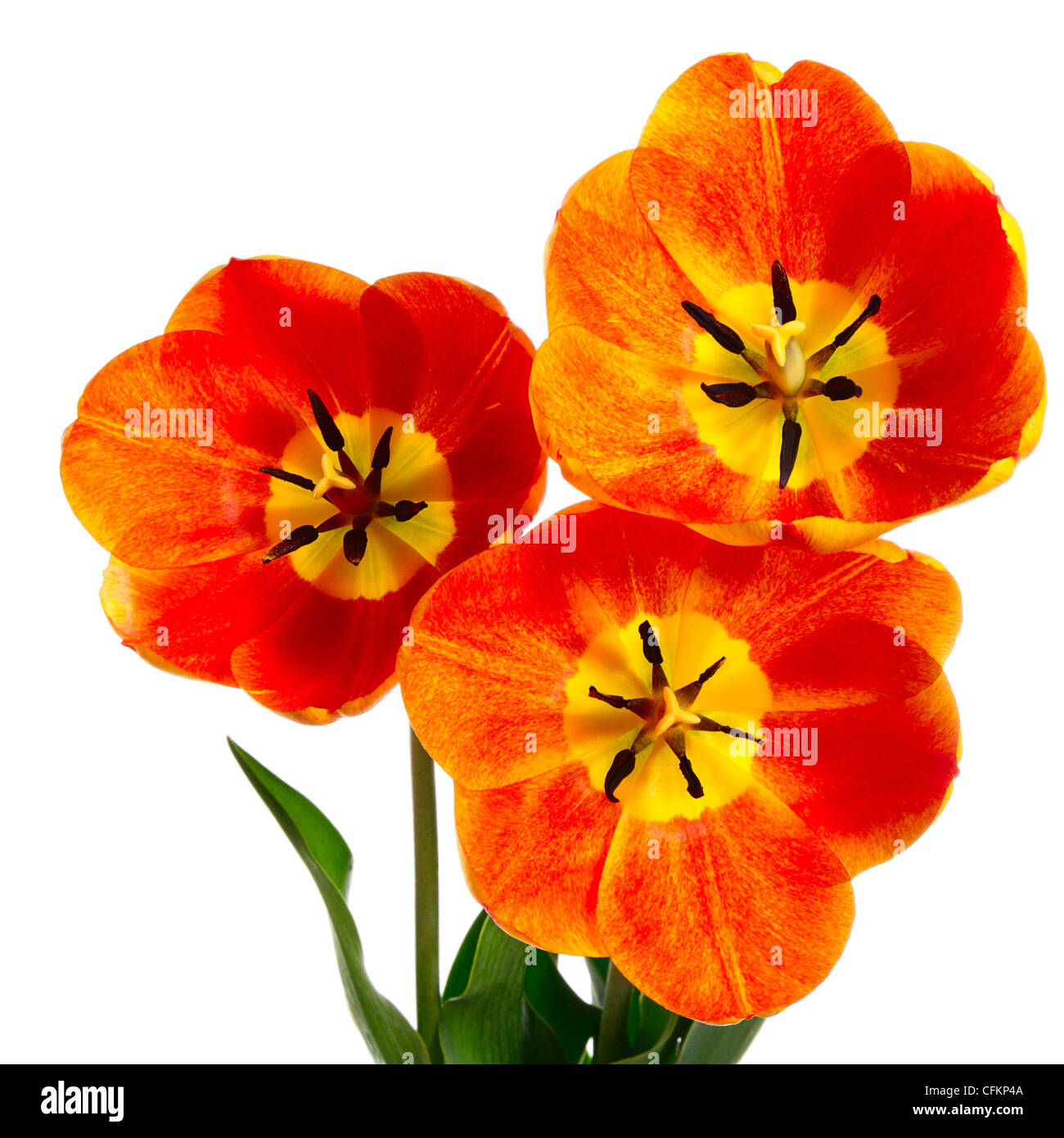 Three flower on a white background Stock Photo - Alamy