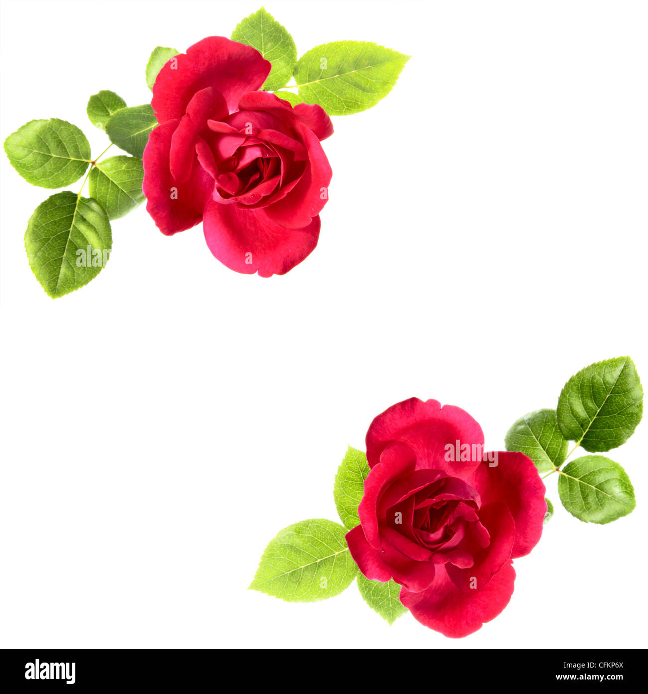 Vintage frame from red roses Stock Photo - Alamy