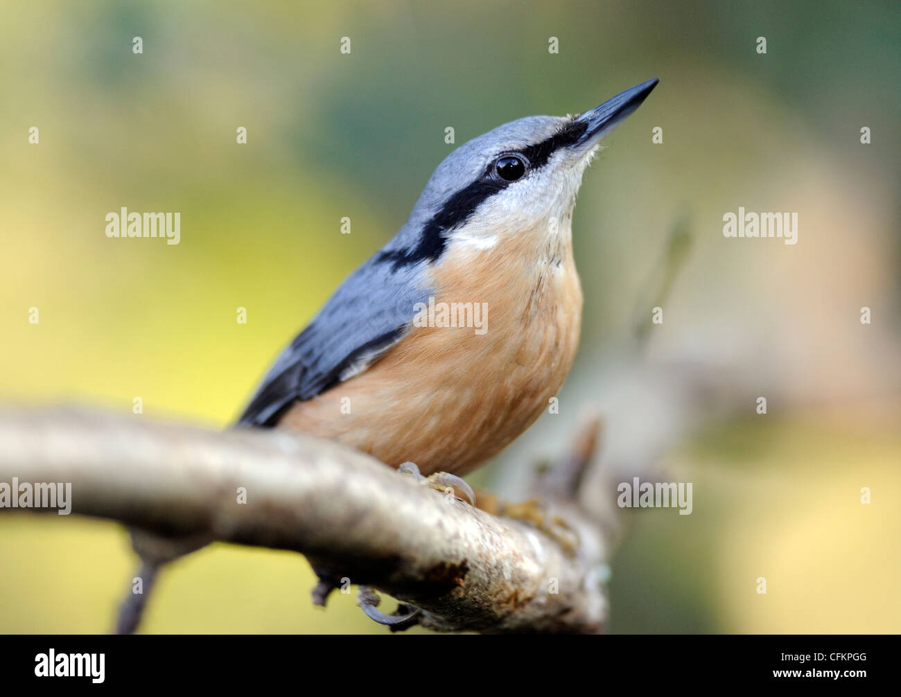 A nuthatch (Sitta europaea) sits on a branch Stock Photo - Alamy