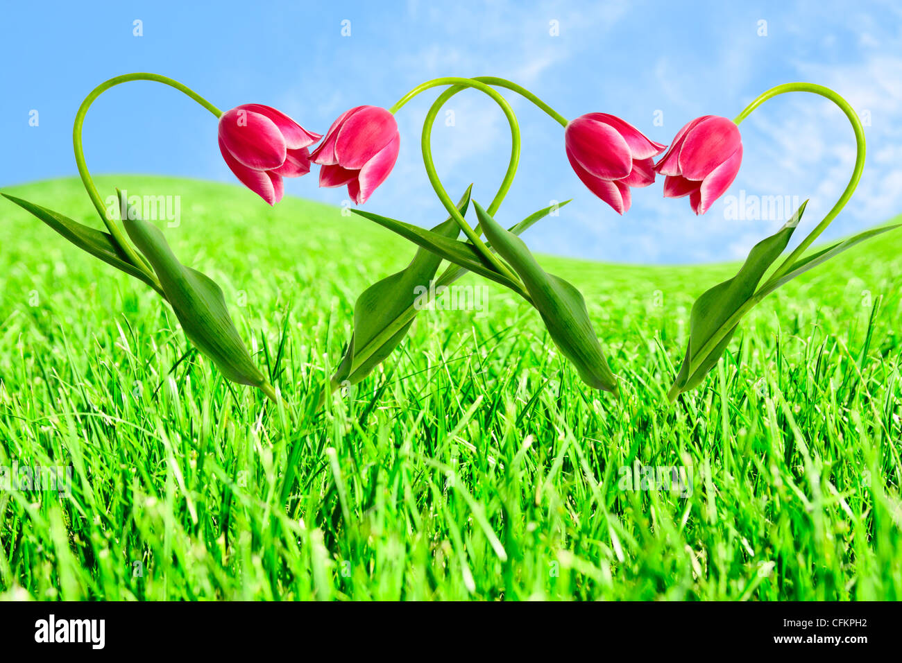 Valentine. Two in love hearts Stock Photo - Alamy