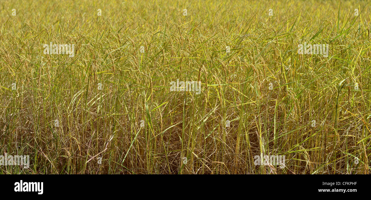 paddy rice in field ,Thailand Stock Photo - Alamy