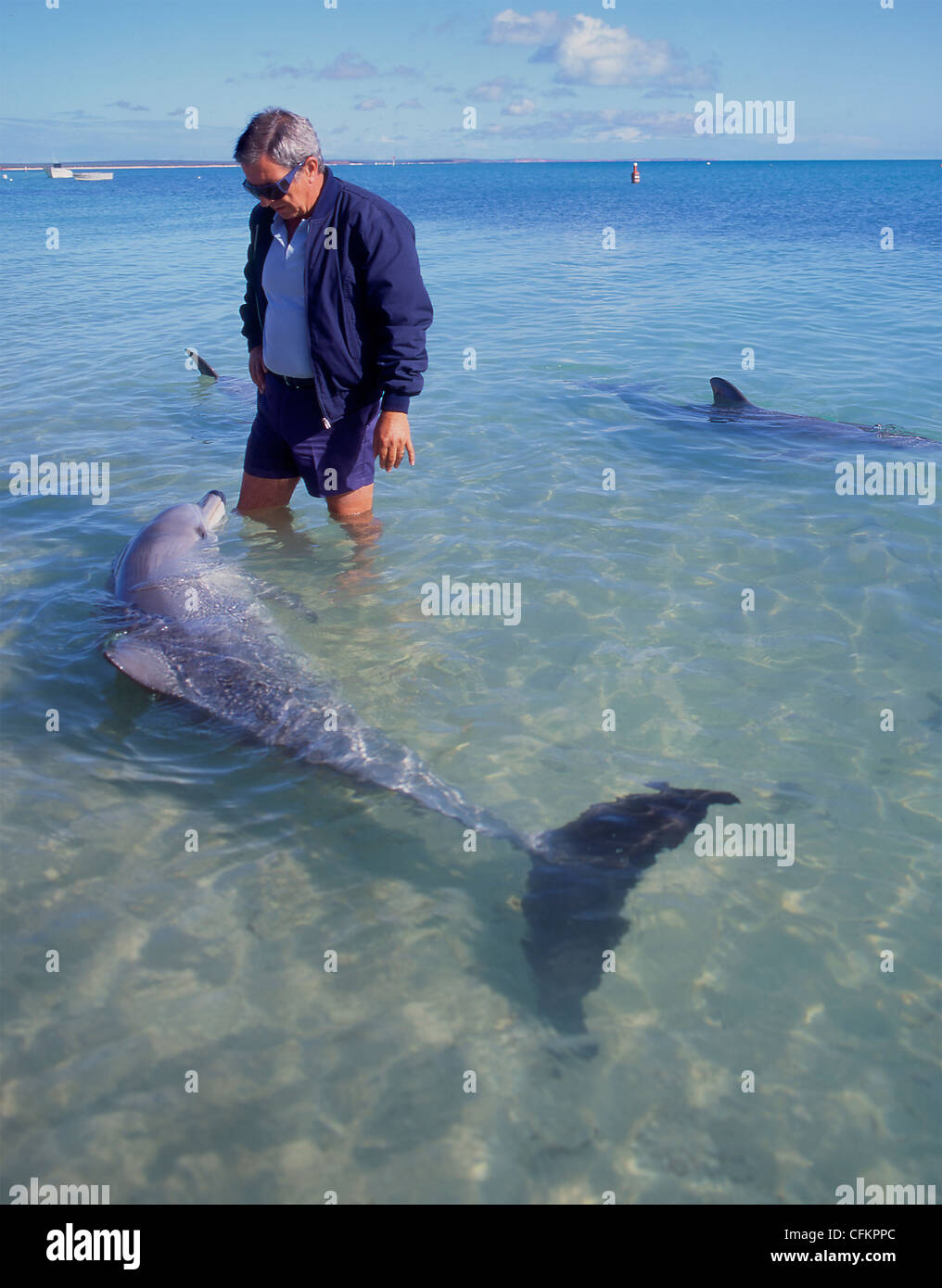 Monkey mia dolphins hi-res stock photography and images - Alamy