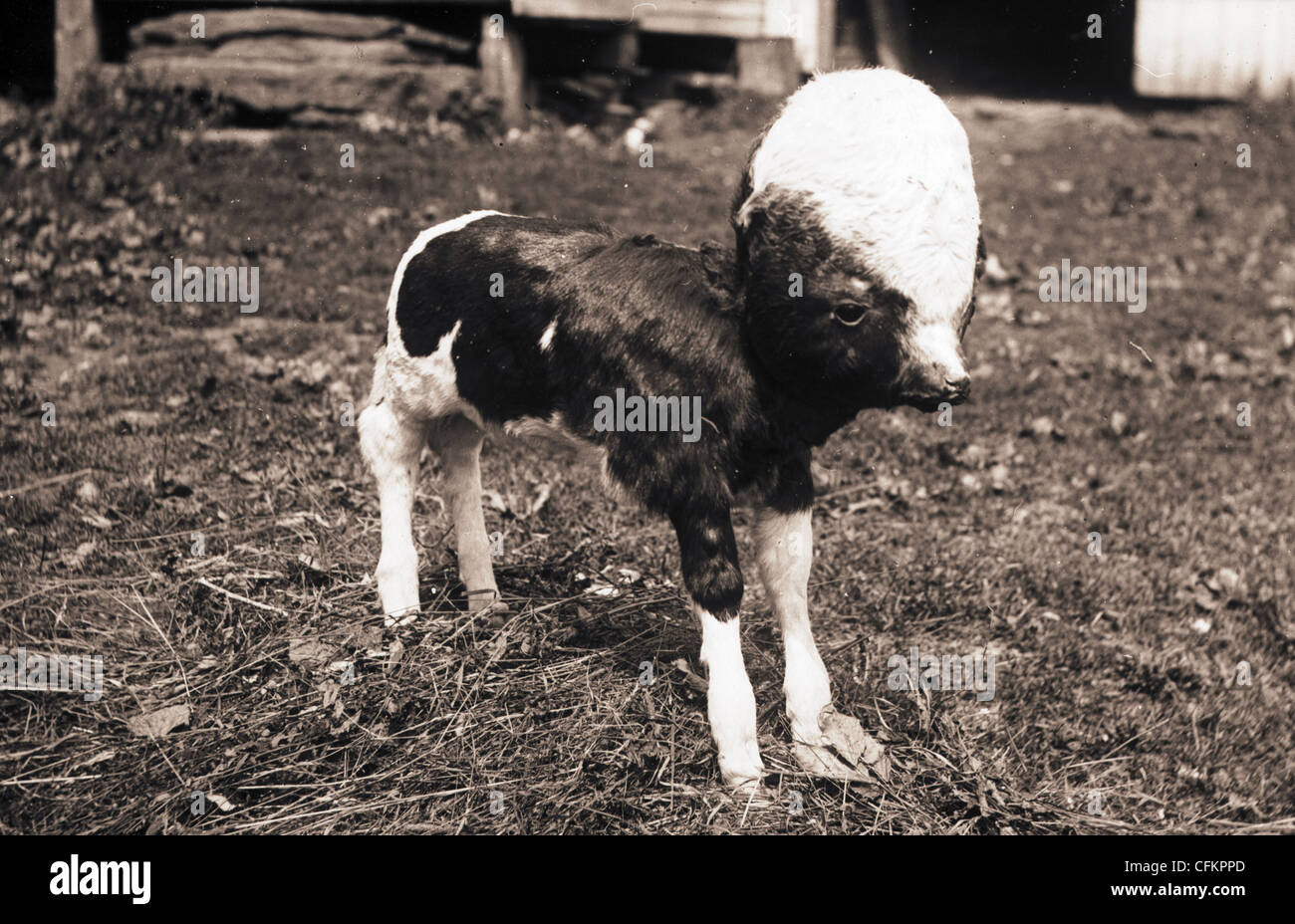 Deformed Calf with Giant Head Stock Photo - Alamy