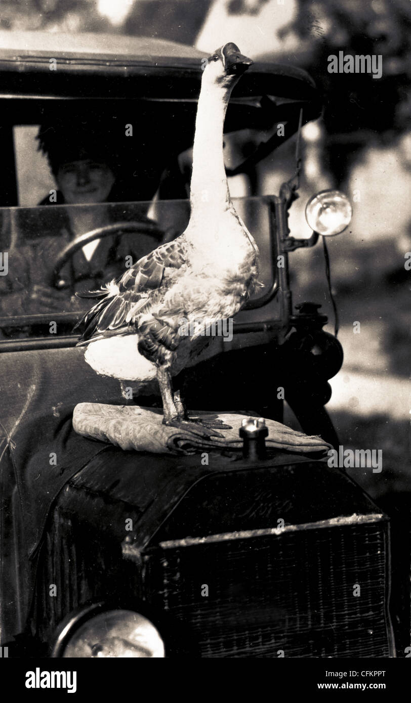 Goose Working as Hood Ornament Stock Photo - Alamy