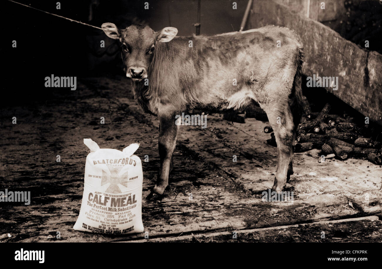 Tethered Calf Advertising Calf Meal Stock Photo - Alamy