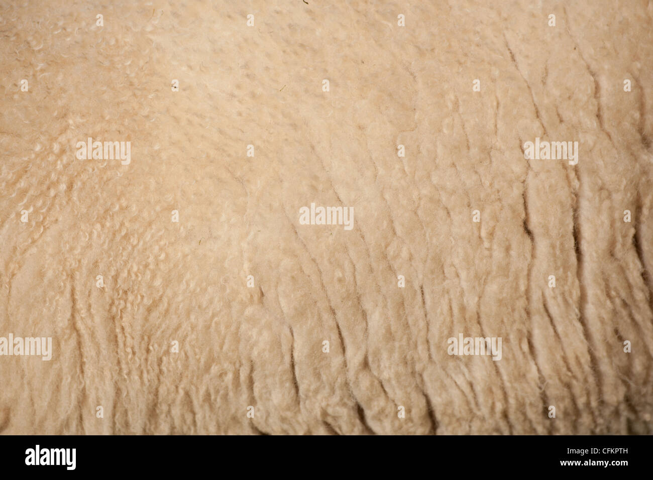 sheep skin or wool (Ovis aries Stock Photo - Alamy