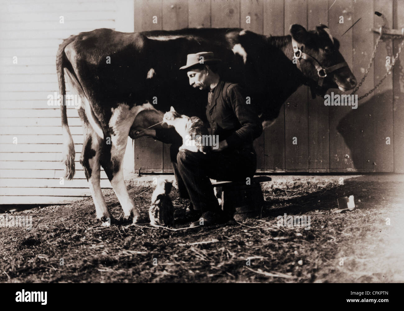 Cow old man hi-res stock photography and images - Alamy