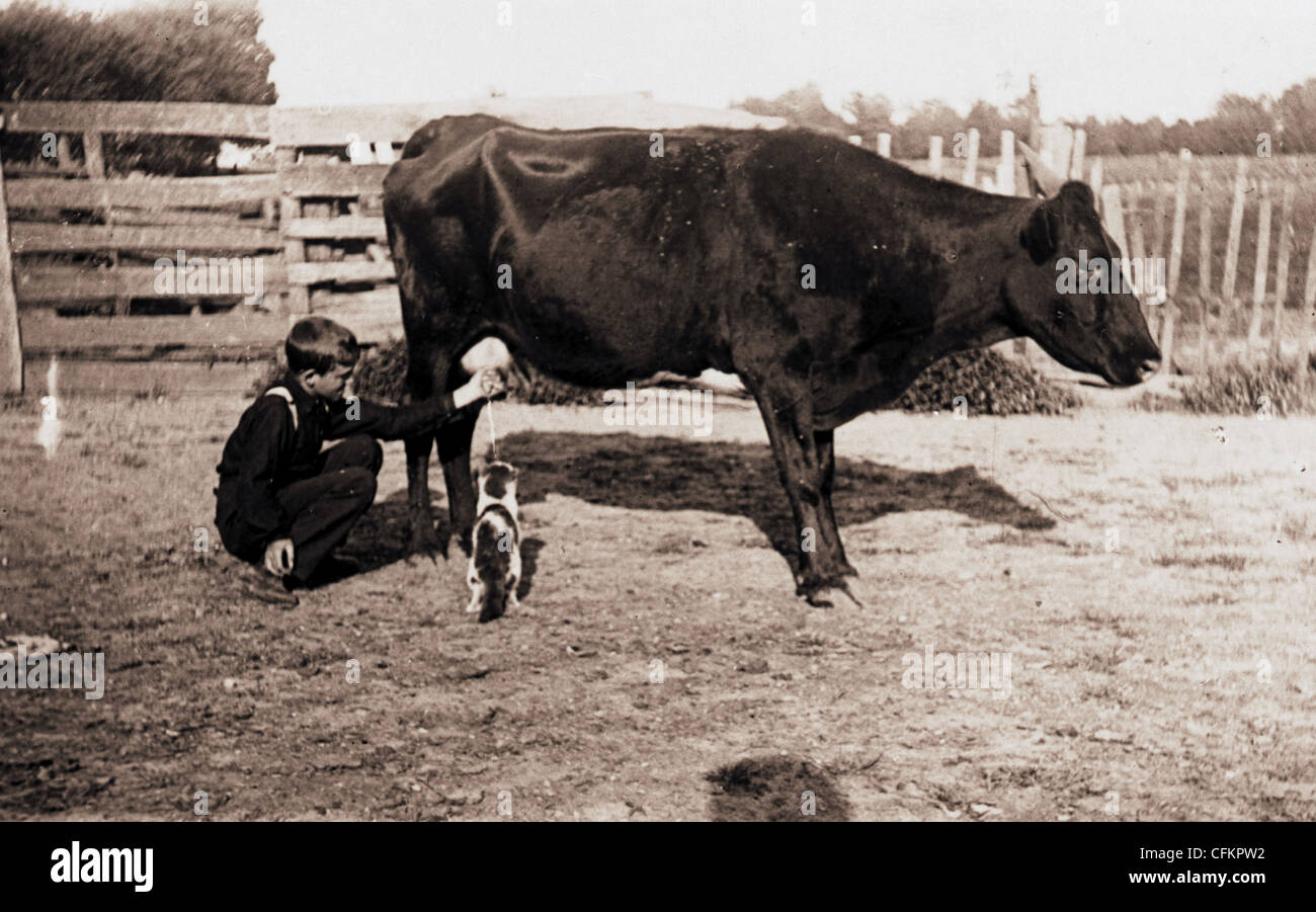 Cow cat hi-res stock photography and images - Alamy