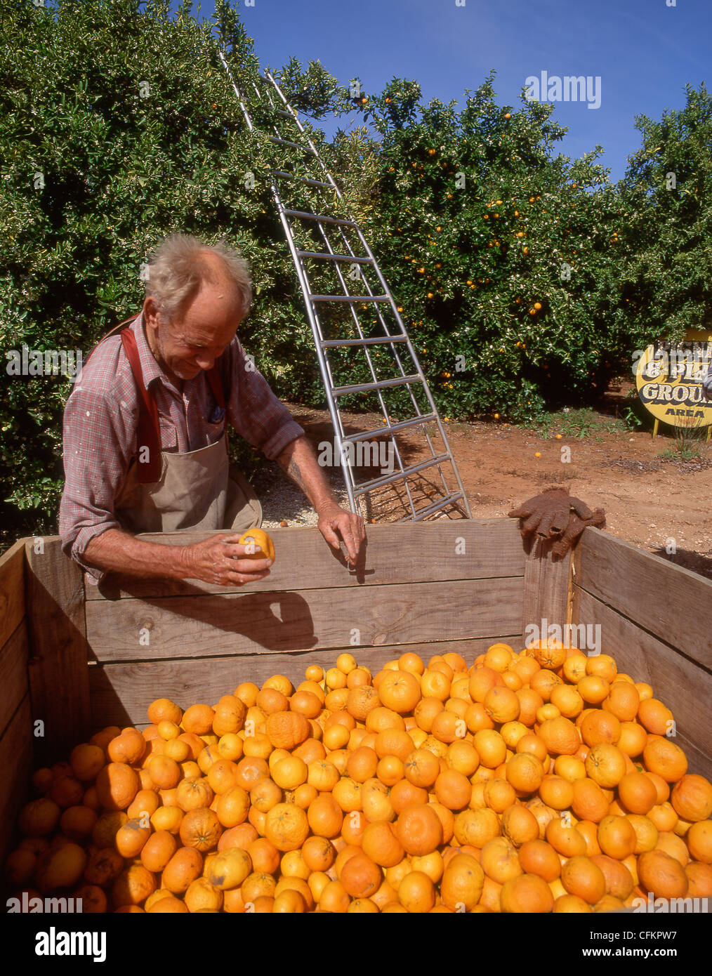 Australia Victoria Mildura fruit industry Stock Photo - Alamy