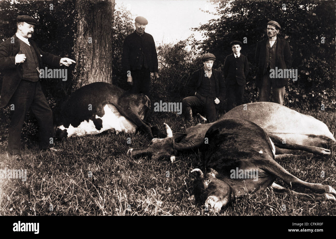 Animal disease dead cattle hi-res stock photography and images - Alamy