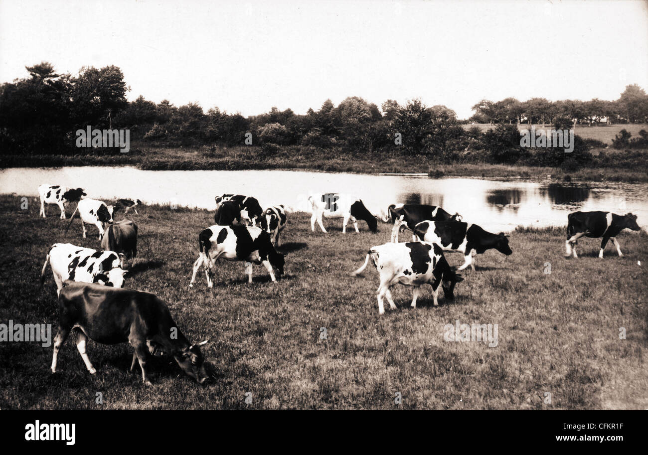 Cows field 1900s hi-res stock photography and images - Alamy